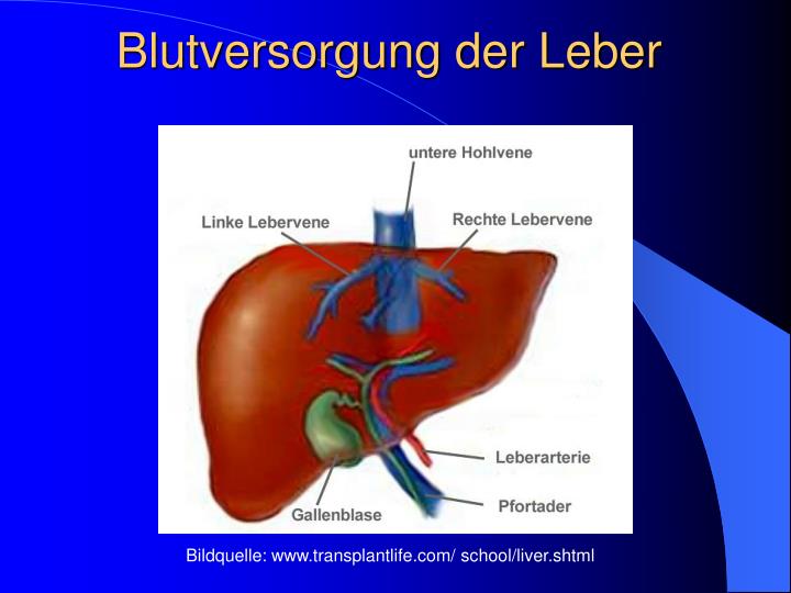 PPT - Leber und einige Modelle PowerPoint Presentation - ID:4278373