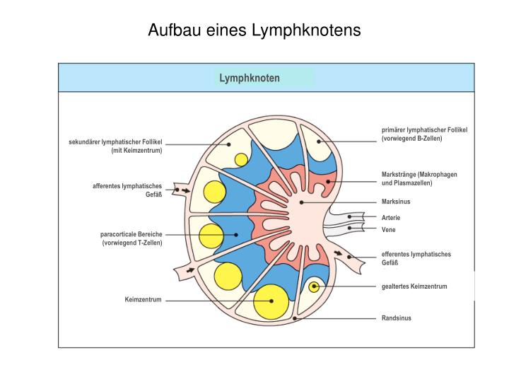 PPT - Immunologie PowerPoint Presentation - ID:4278442