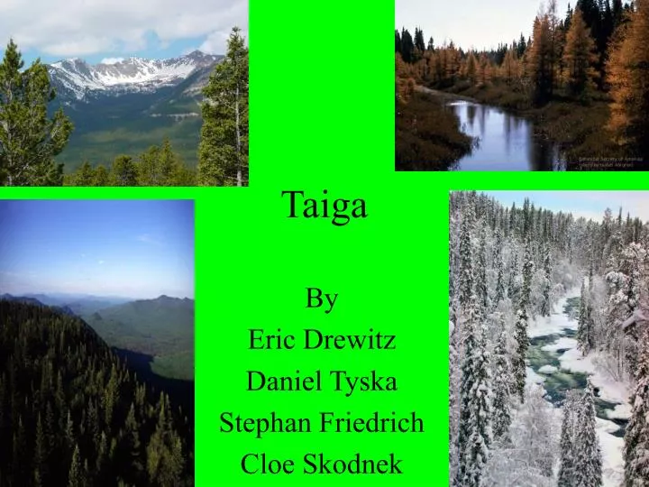 PPT - Taiga PowerPoint Presentation, free download - ID:4279139