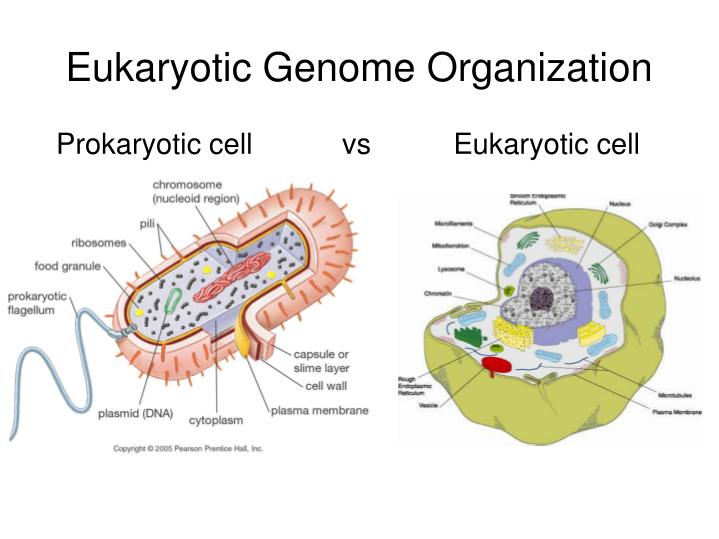 PPT - Genetic Basis of Development PowerPoint Presentation - ID:4279534