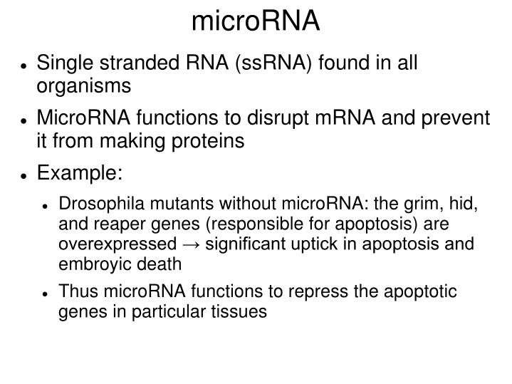 PPT - Genetic Basis of Development PowerPoint Presentation - ID:4279534