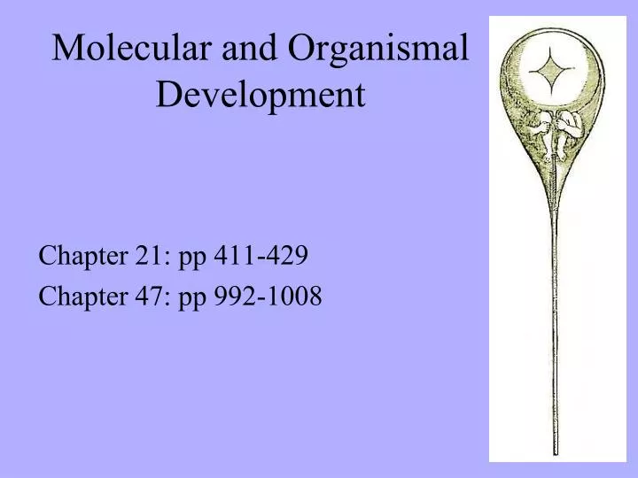 PPT - Molecular and Organismal Development PowerPoint Presentation ...