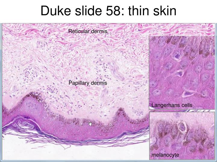 PPT - Integumentary System Histology Laboratory Orientation PowerPoint ...
