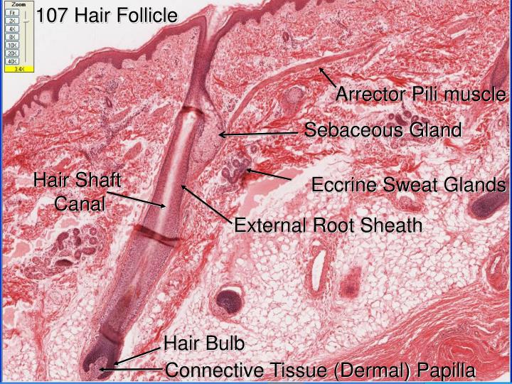 PPT - Integumentary System Histology Laboratory Orientation PowerPoint ...