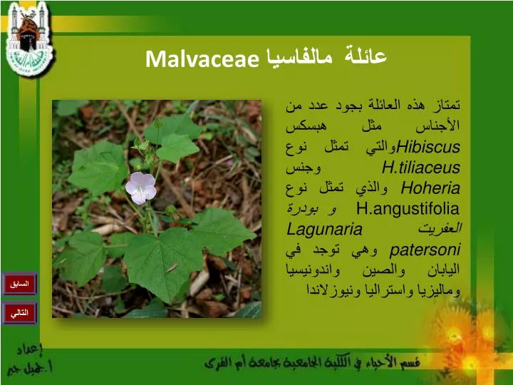 PPT - عائلة مالفاسيا Malvaceae PowerPoint Presentation, free download - ID:4279923