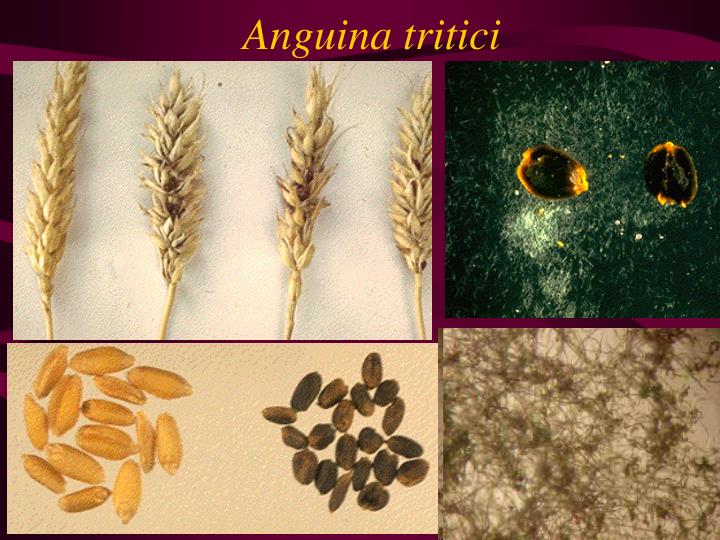 PPT - Síntomas en la parte aérea que producen los nemátodos ...