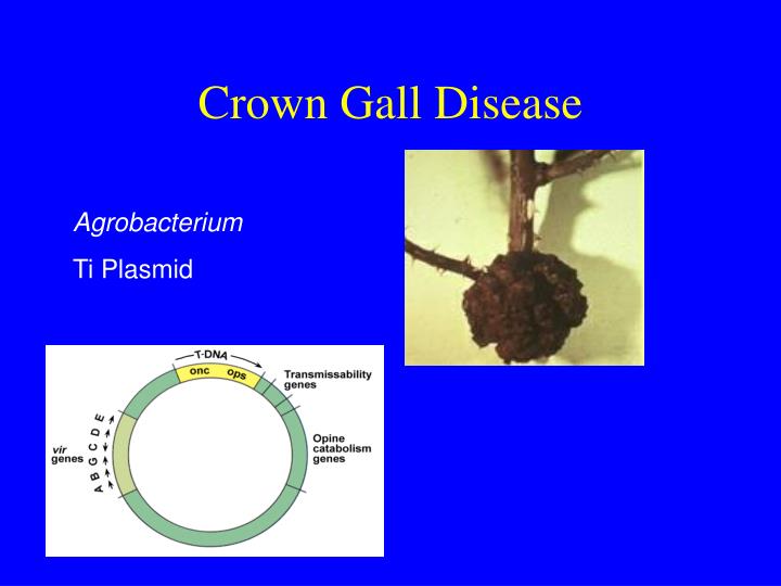 PPT - Microbial Ecology PowerPoint Presentation - ID:4280900