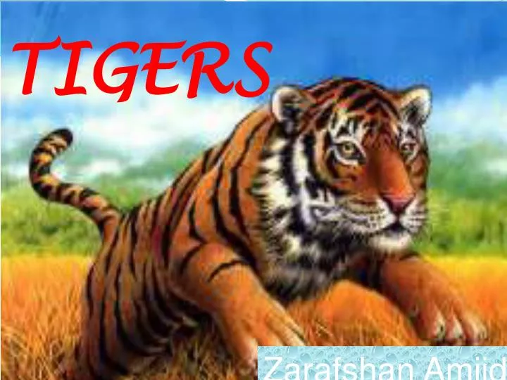PPT - TIGERS PowerPoint Presentation, free download - ID:4282107