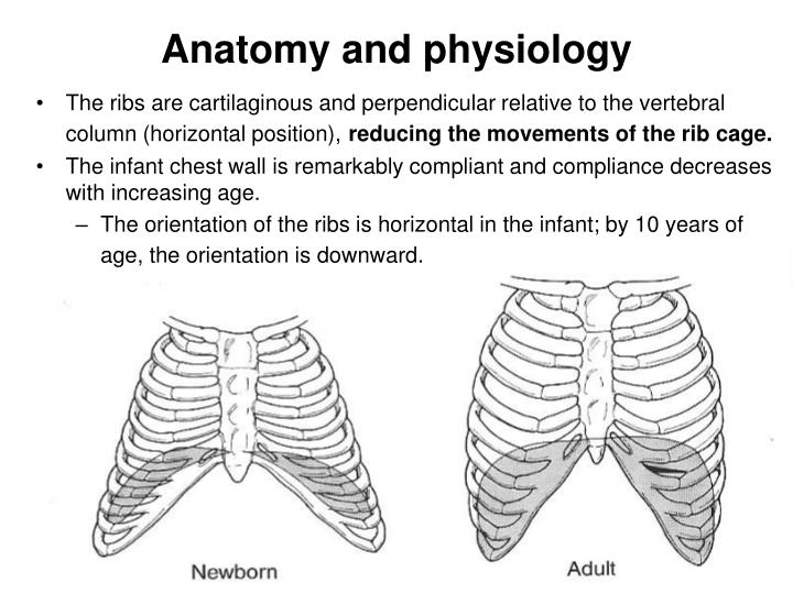 PPT - Anatomy & Physiology of the respiratory system in children ...