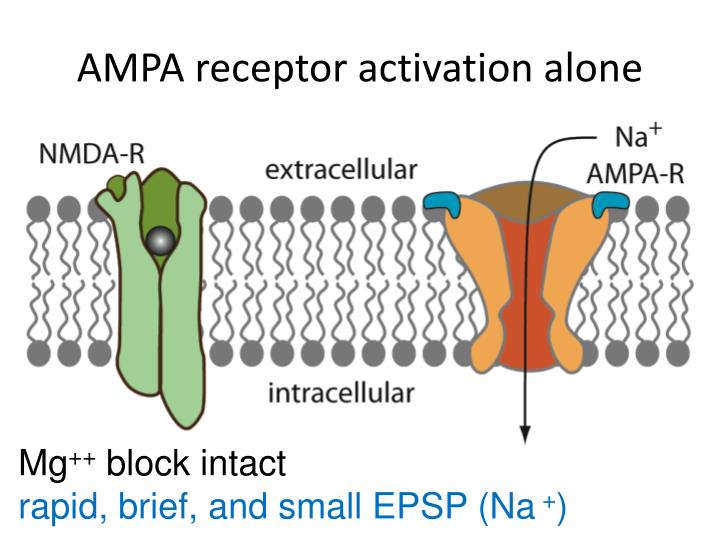 PPT - Ionotropic receptors form a pore PowerPoint Presentation - ID:4283184