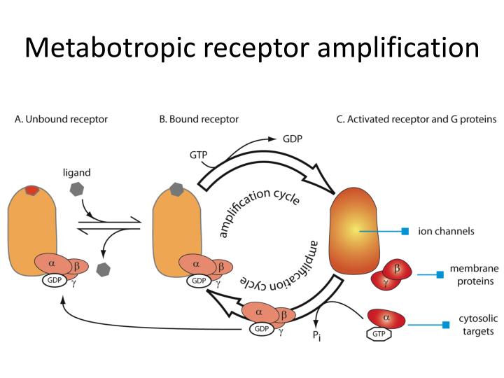 PPT - Ionotropic receptors form a pore PowerPoint Presentation - ID:4283184