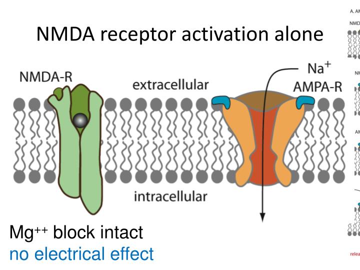 PPT - Ionotropic receptors form a pore PowerPoint Presentation - ID:4283184