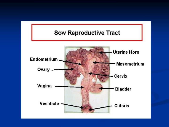 PPT - Swine Reproduction PowerPoint Presentation - ID:4284058