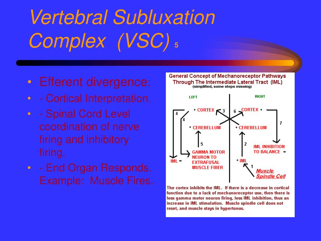 PPT - Animal Chiropractic PowerPoint Presentation, free download - ID ...