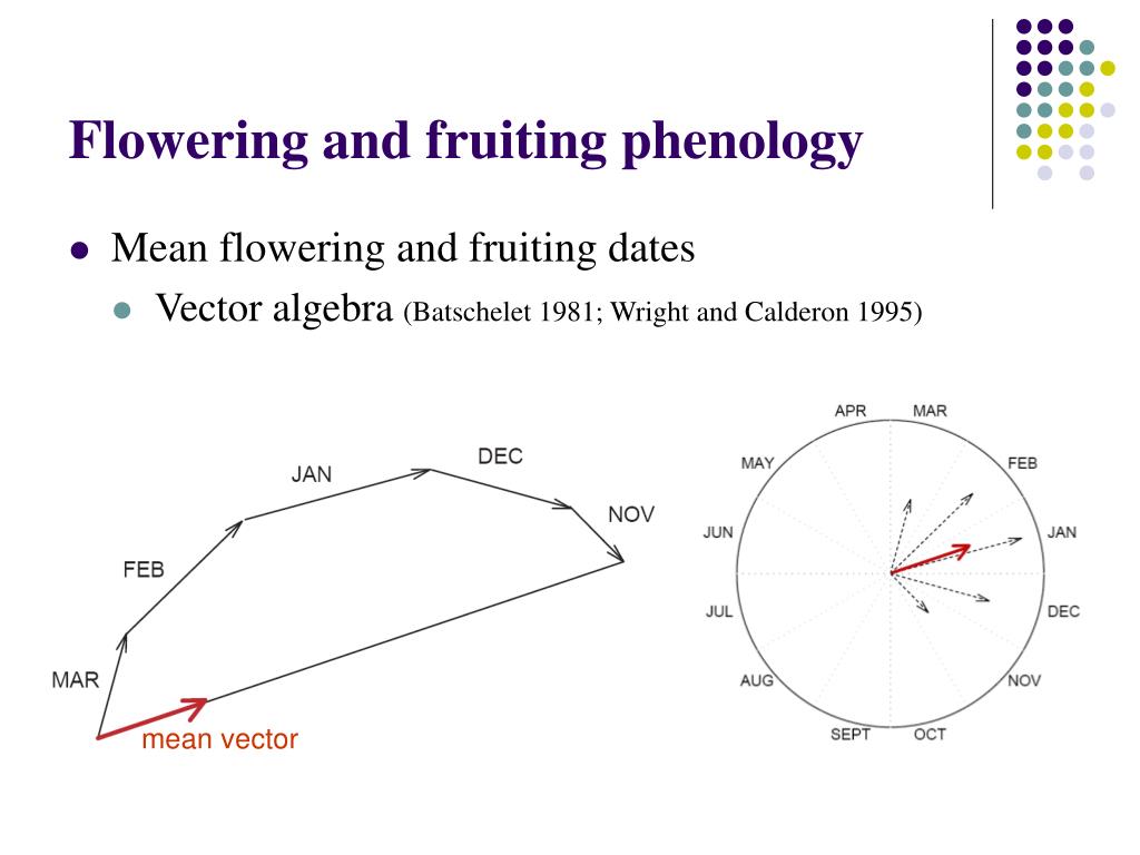 PPT - Flowering and fruiting phenology of a subtropical rain forest ...