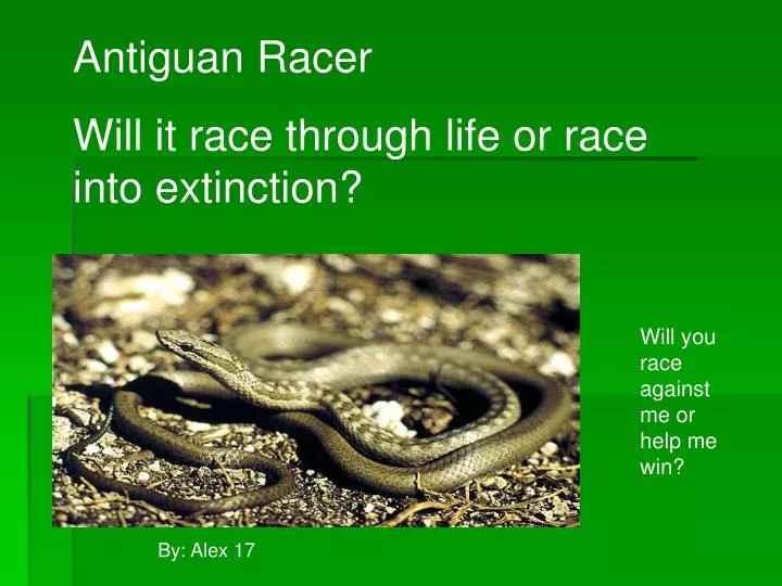 PPT - Antiguan Racer Will it race through life or race into extinction ...