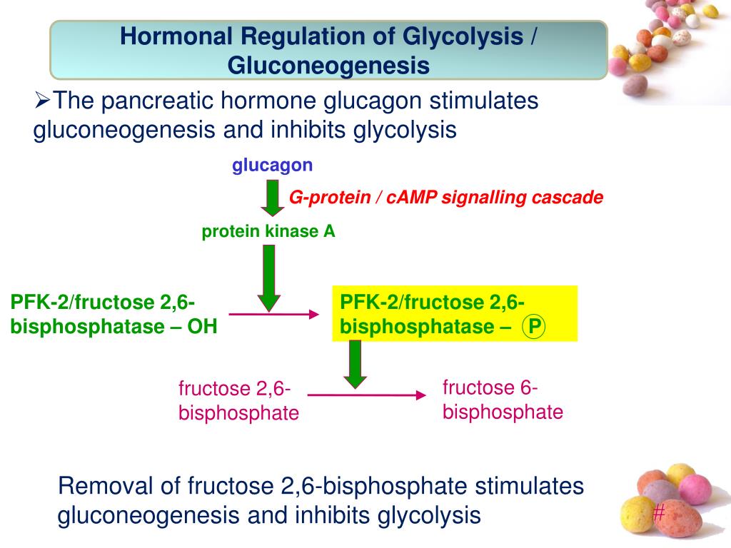 PPT - GLUCONEOGENESIS PowerPoint Presentation, free download - ID:4291748 PPT - GLUCONEOGENESIS PowerPoint Presentation, free download - ID:4291748