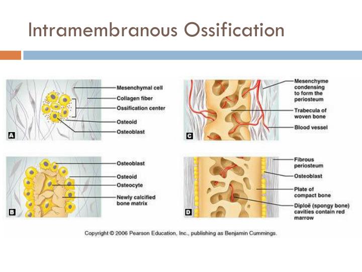 Intramembranous Bone Formation