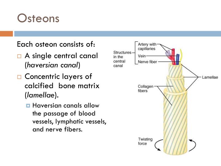 PPT - Bone Growth & Repair PowerPoint Presentation - ID:4293144