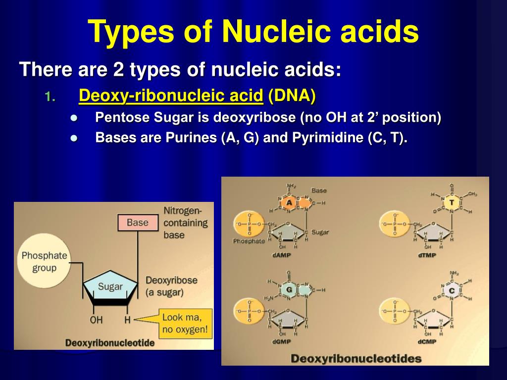 Nucleic Acids Types Structure And Function