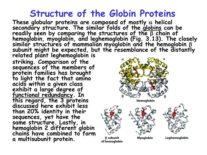 PPT - Chap.3 Protein Structure & Function PowerPoint Presentation - ID ...