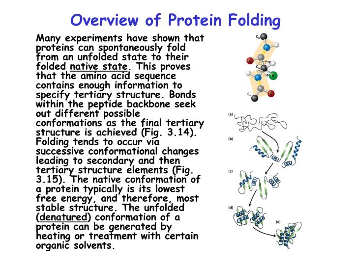 PPT - Chap.3 Protein Structure & Function PowerPoint Presentation - ID ...