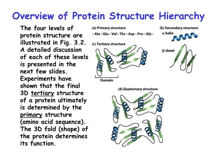 PPT - Chap.3 Protein Structure & Function PowerPoint Presentation - ID ...