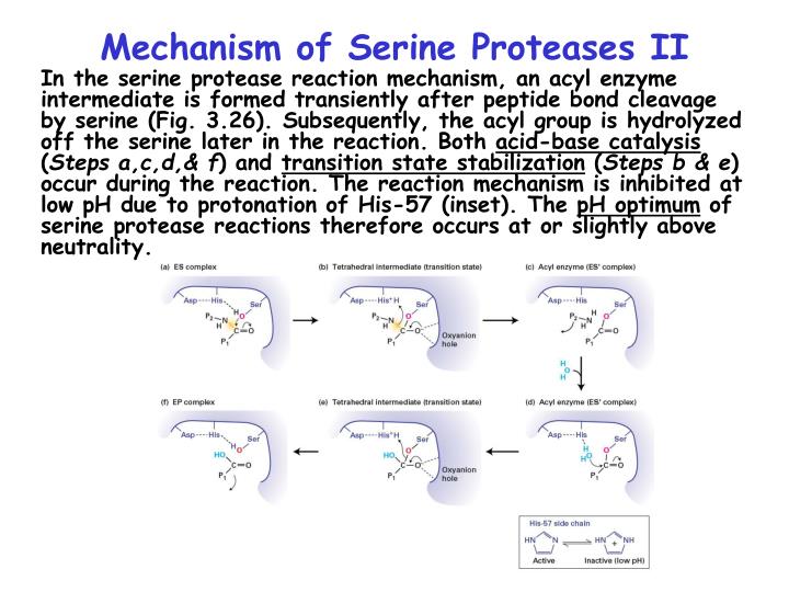 PPT - Chap.3 Protein Structure & Function PowerPoint Presentation - ID ...