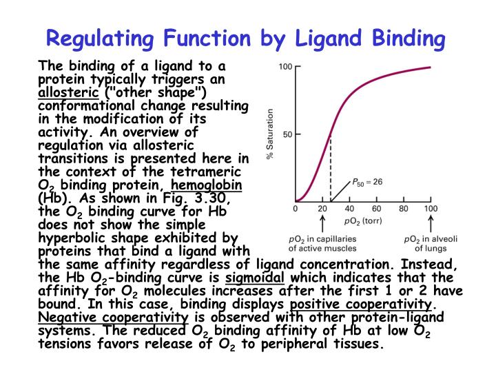 PPT - Chap.3 Protein Structure & Function PowerPoint Presentation - ID ...