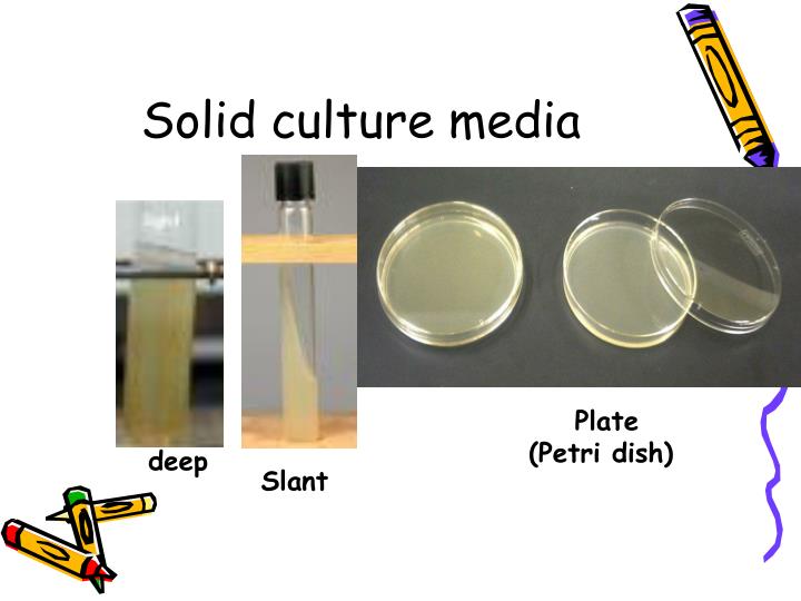 PPT - Practical Microbiology& Immunology PowerPoint Presentation - ID ...