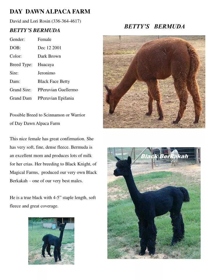 PPT - BETTY’S BERMUDA PowerPoint Presentation, free download - ID:4295893