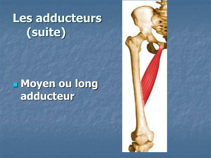 PPT - LA HANCHE PowerPoint Presentation - ID:4296036