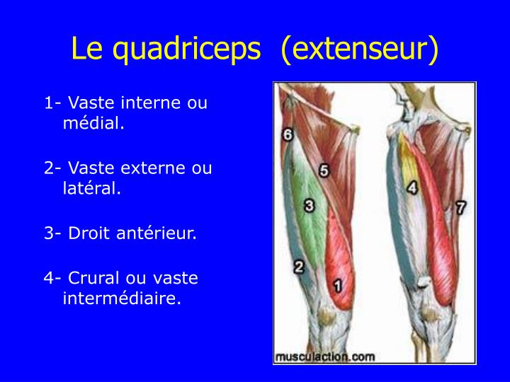 PPT - Les muscles de la cuisse PowerPoint Presentation - ID:4296038
