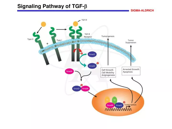 PPT - Signaling Pathway of TGF- PowerPoint Presentation, free download ...