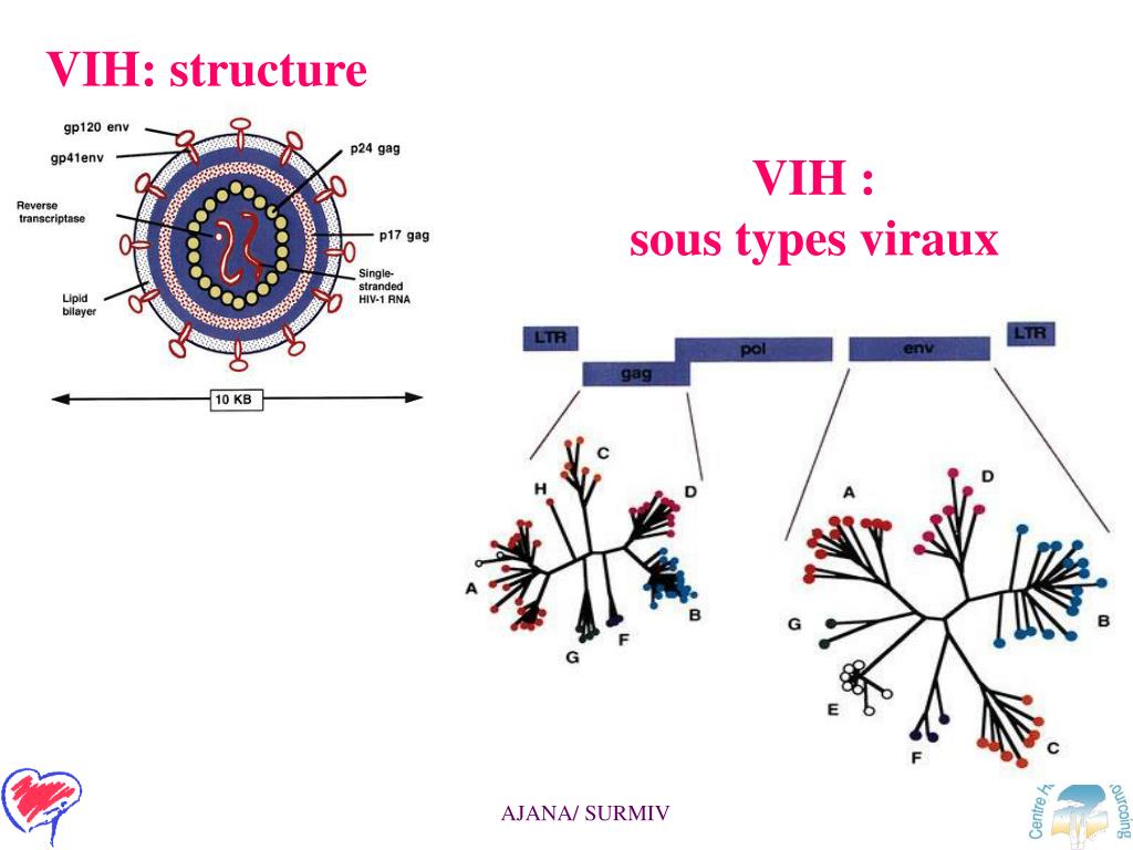 PPT - Infection par le Virus de l’Immunodéficience acquise Actualités ...