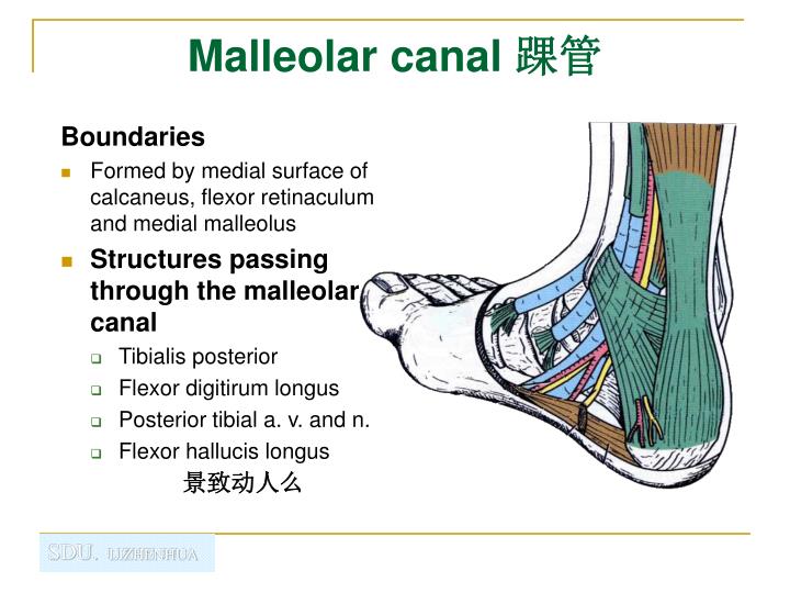 PPT - Gluteal Region and Posterior Region of Thigh and Leg PowerPoint ...