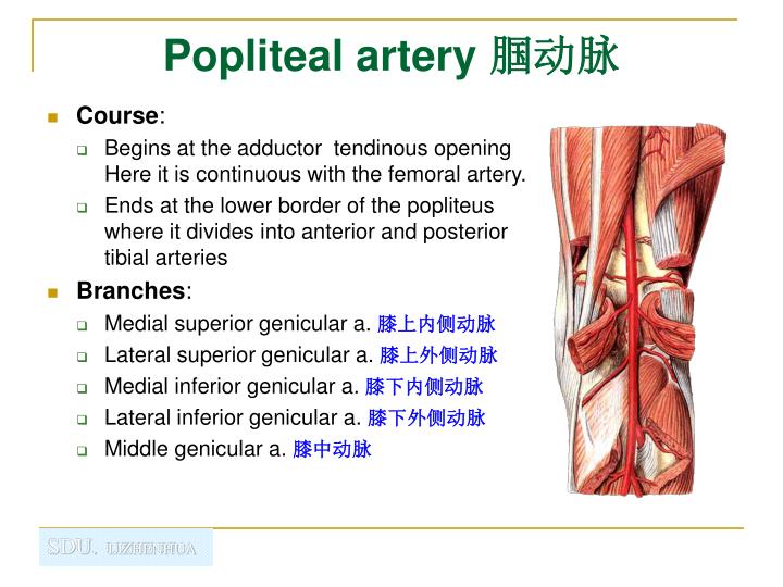 PPT - Gluteal Region and Posterior Region of Thigh and Leg PowerPoint ...
