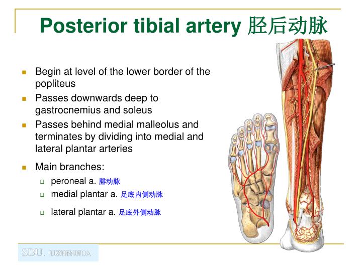 Posterior Tibial Artery