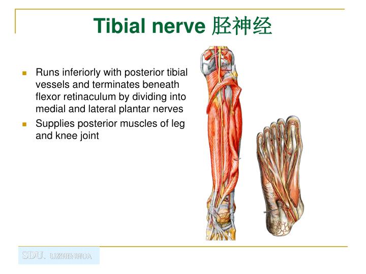 PPT - Gluteal Region and Posterior Region of Thigh and Leg PowerPoint ...