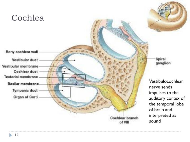 PPT - Ear, Hearing and Equilibrium PowerPoint Presentation - ID:4297618