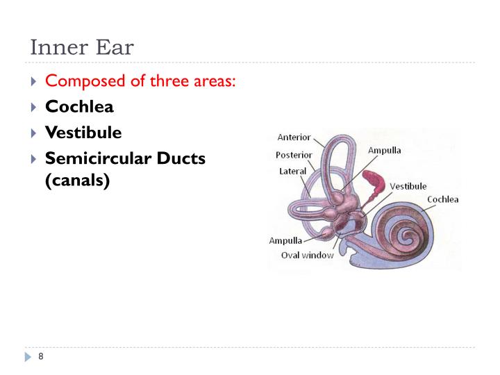 PPT - Ear, Hearing and Equilibrium PowerPoint Presentation - ID:4297618