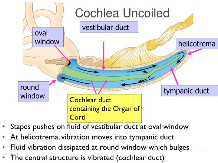 PPT - Ear, Hearing and Equilibrium PowerPoint Presentation - ID:4297618