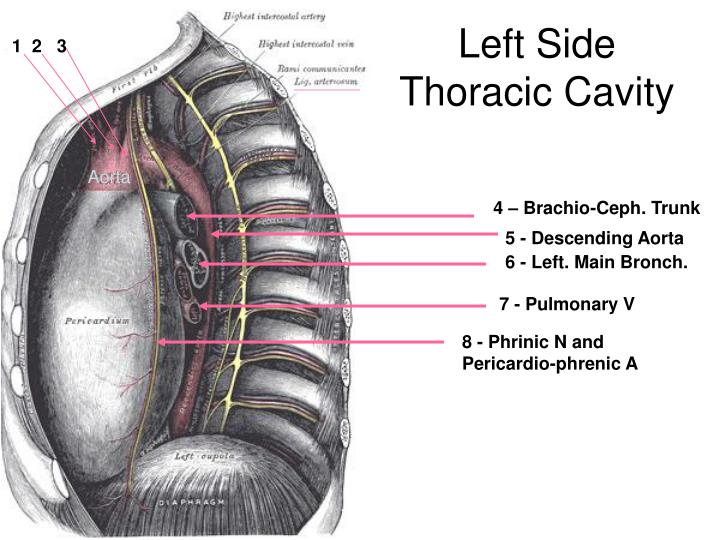 PPT - the Cardiovascular System “Mediastinum” PowerPoint Presentation ...