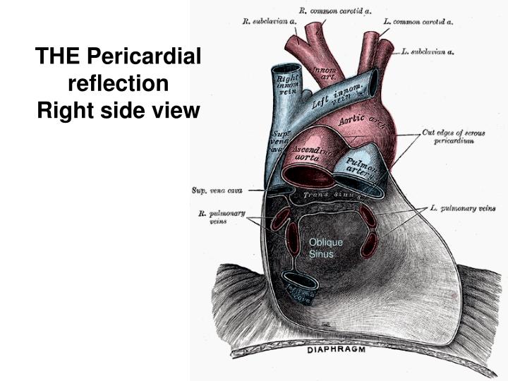 PPT - the Cardiovascular System “Mediastinum” PowerPoint Presentation ...