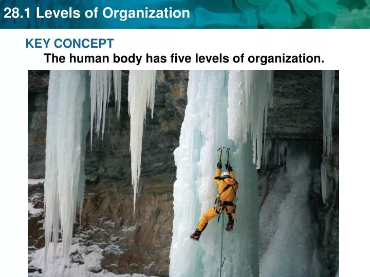 PPT - KEY CONCEPT The human body has five levels of organization ...