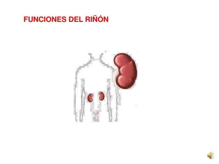PPT - FUNCIONES DEL RIÑÓN PowerPoint Presentation, free download - ID ...
