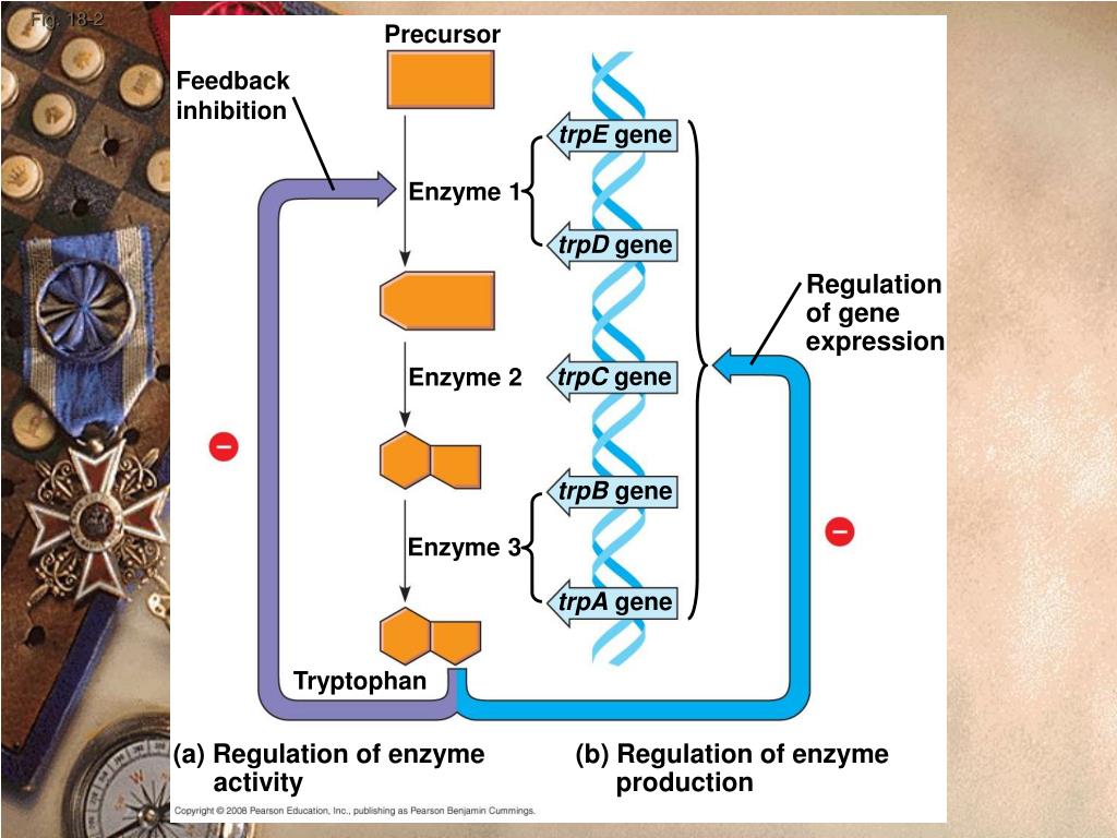PPT - Regulation of Gene Expression Chapter 18 PowerPoint Presentation ... PPT - Regulation of Gene Expression Chapter 18 PowerPoint Presentation ...