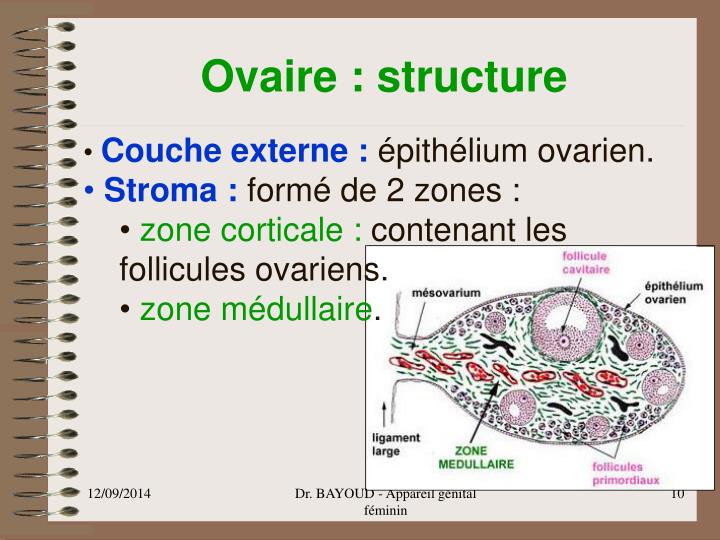 PPT - APPAREIL GENITAL FEMININ PowerPoint Presentation - ID:4303043