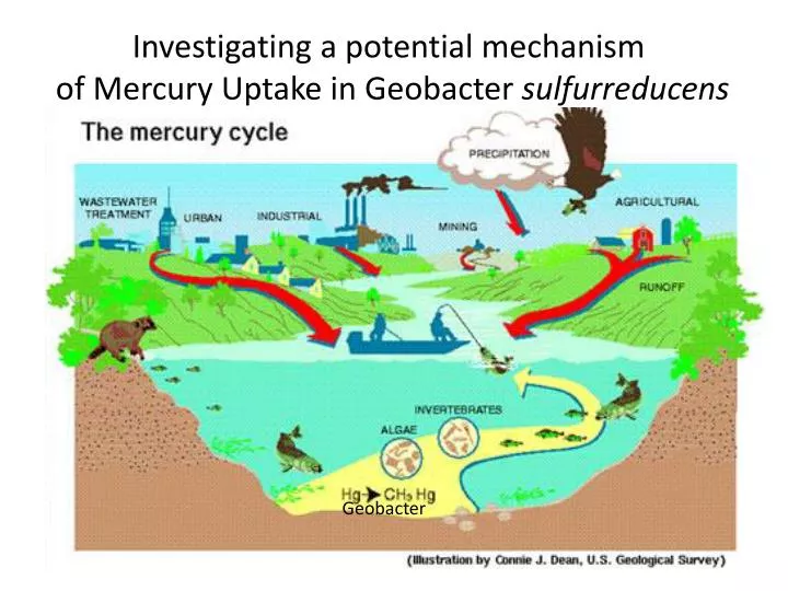 PPT - Geobacter PowerPoint Presentation, free download - ID:4303394