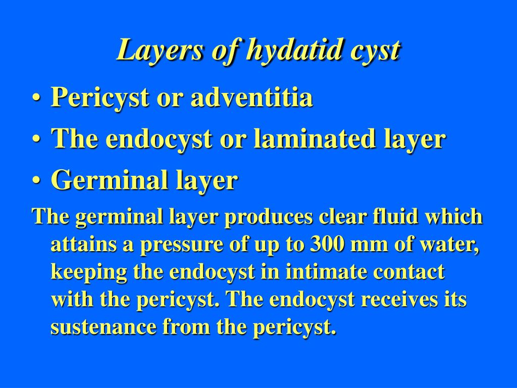 Ppt Hydatid Cyst Disease Powerpoint Presentation Free Download Id4303491